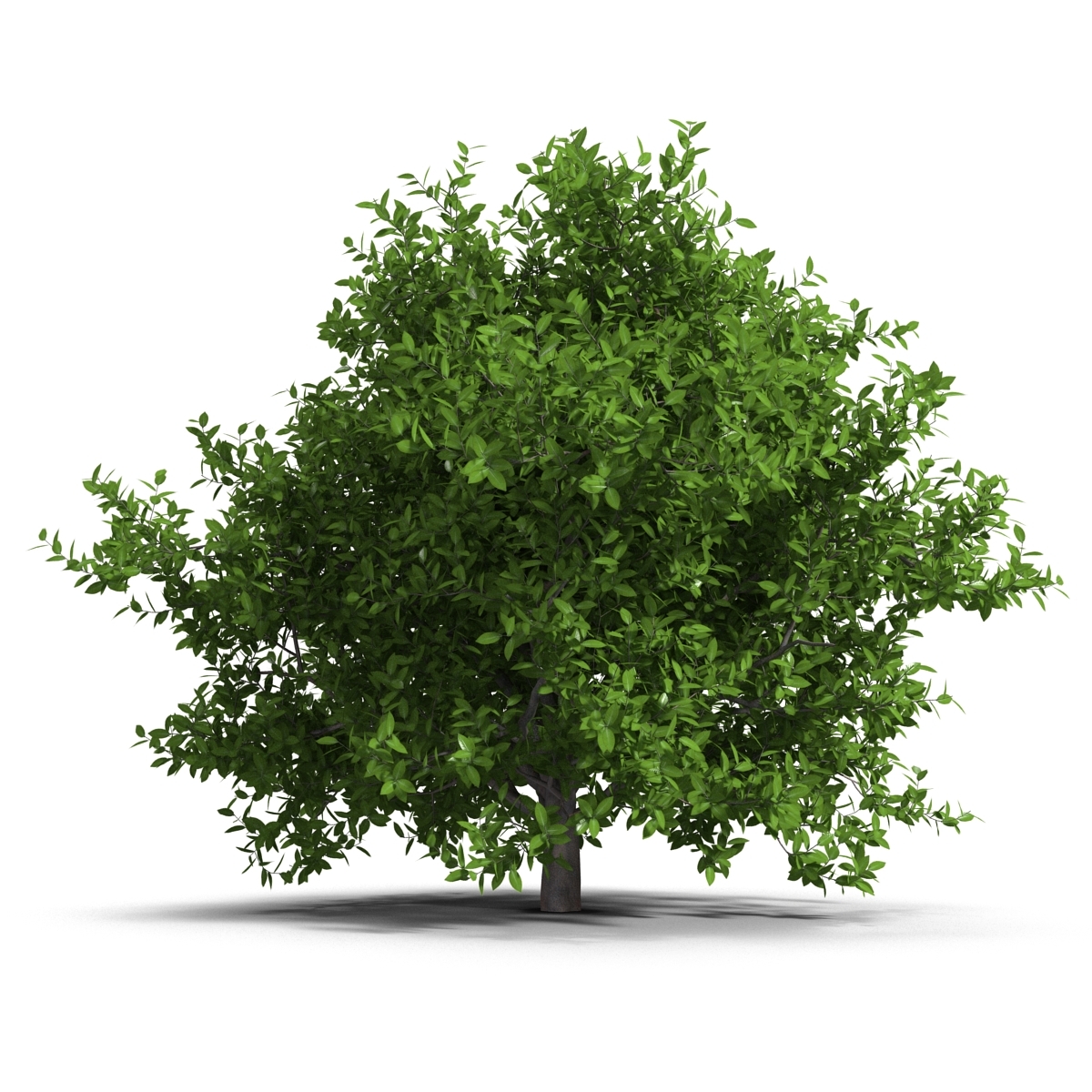 lime tree 3d max