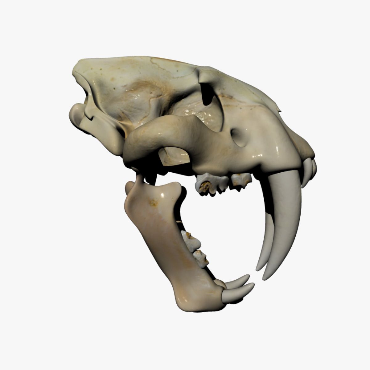 3d model saber tooth tiger