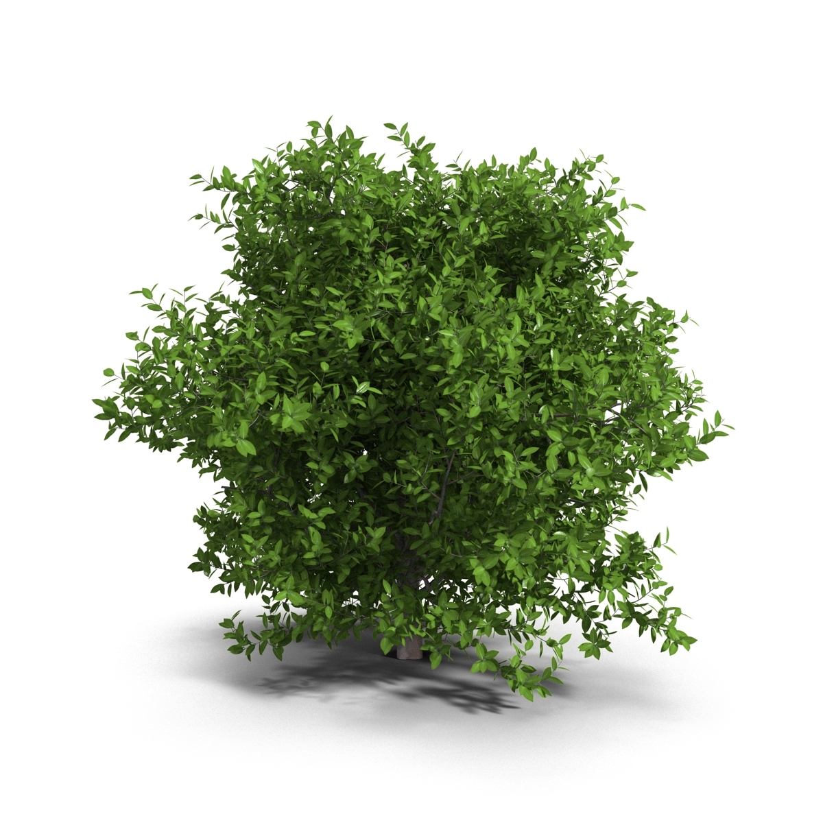 lime tree 3d max