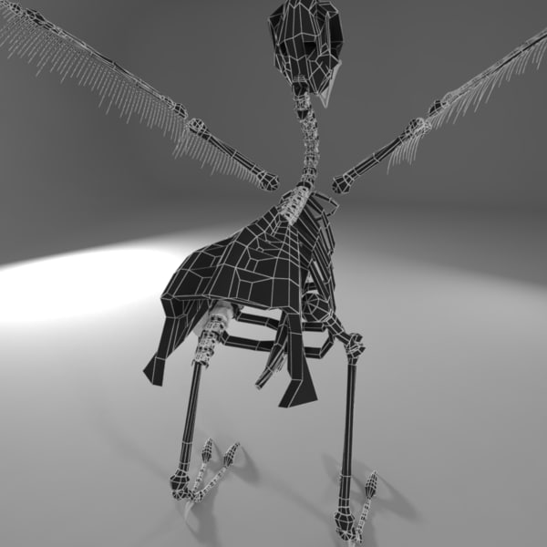 3d model bird skeleton