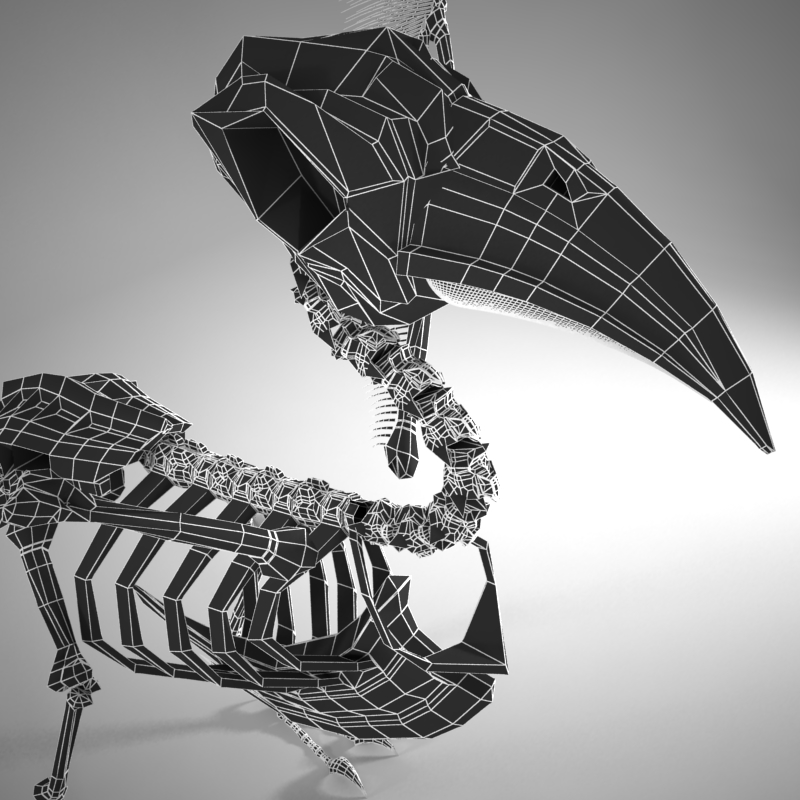 3d model bird skeleton