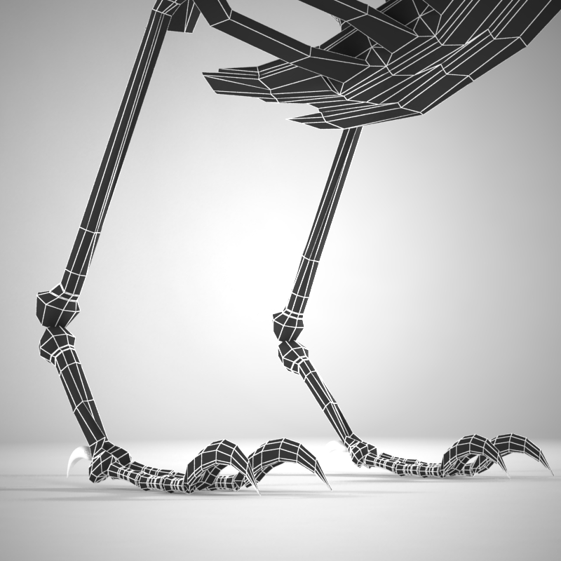 3d model bird skeleton