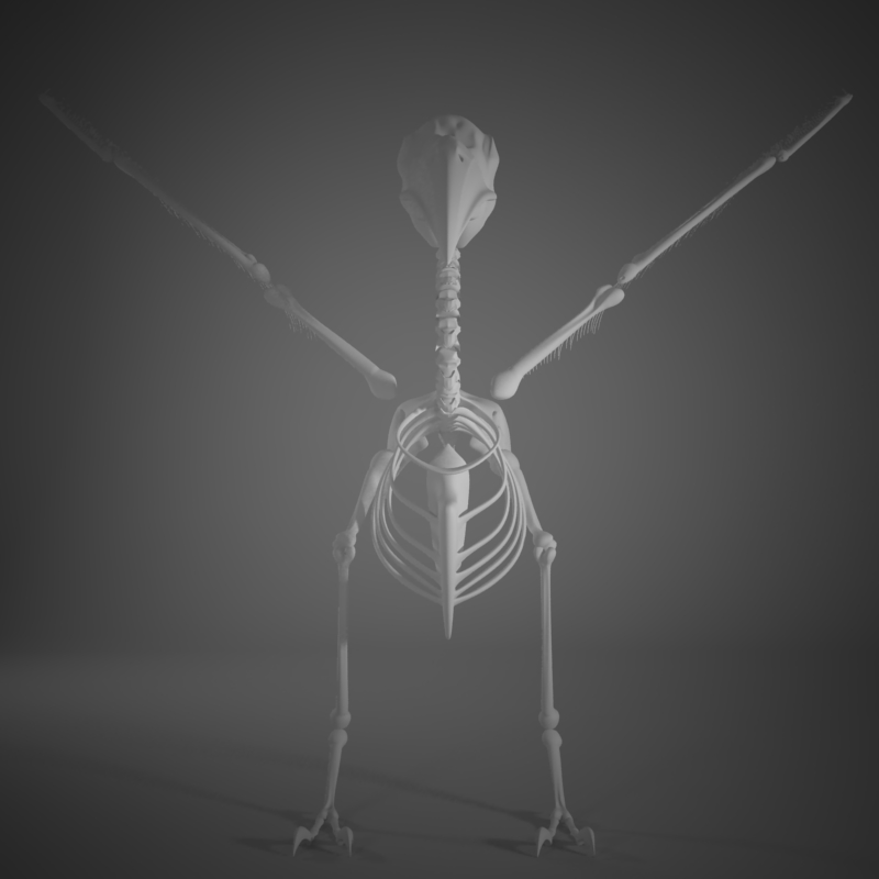 3d model bird skeleton