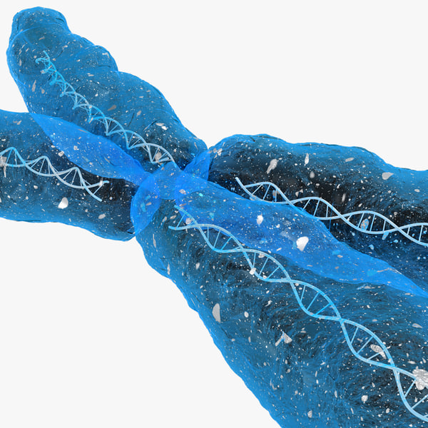 3d chromosome