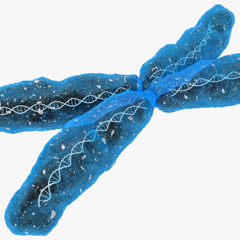 3d chromosome