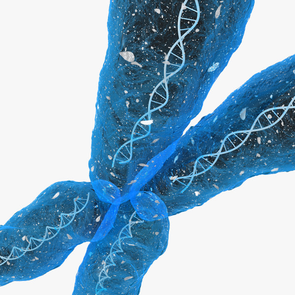 3d chromosome