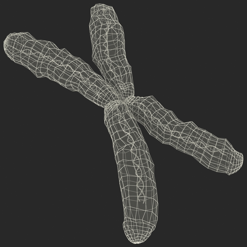 3d chromosome