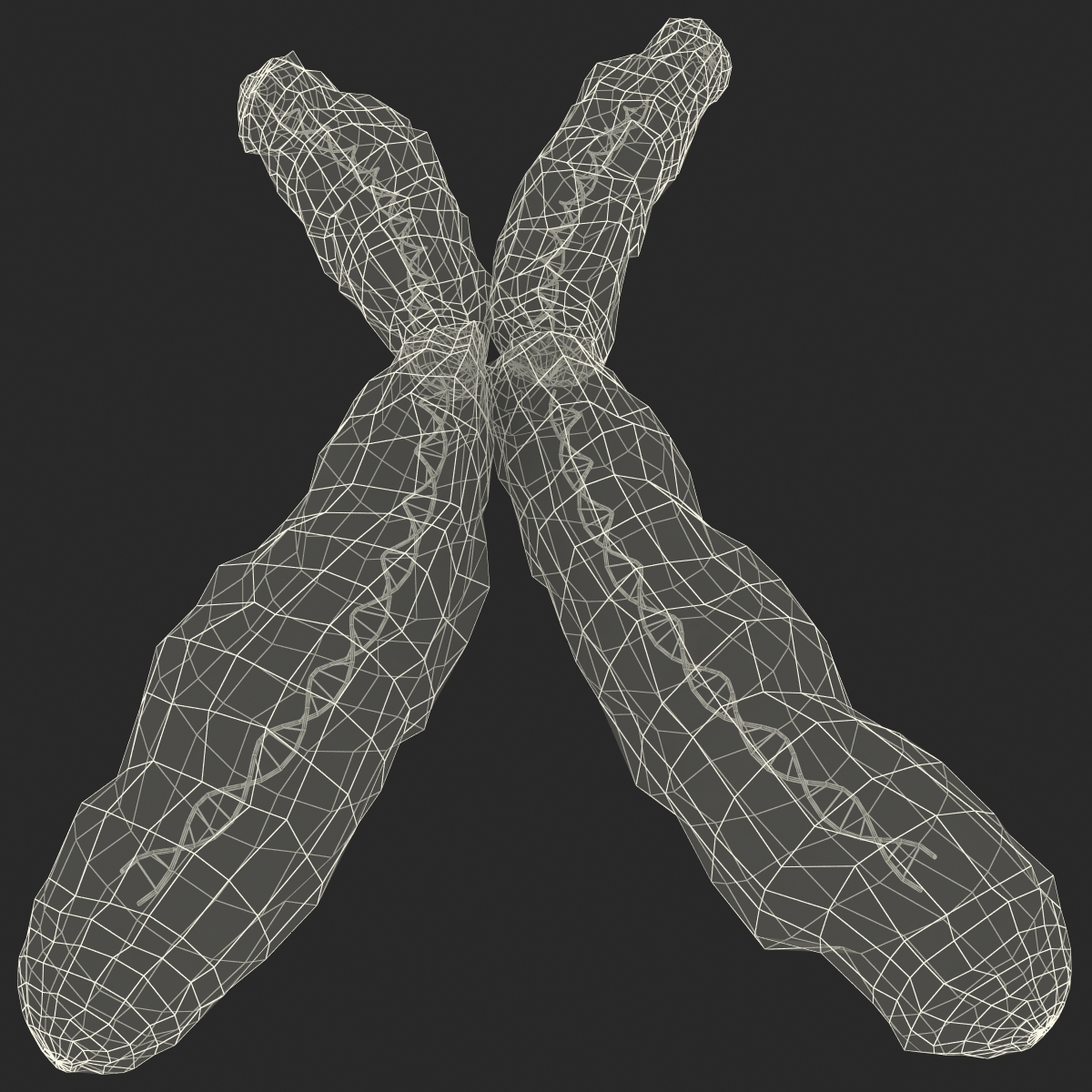 3d chromosome
