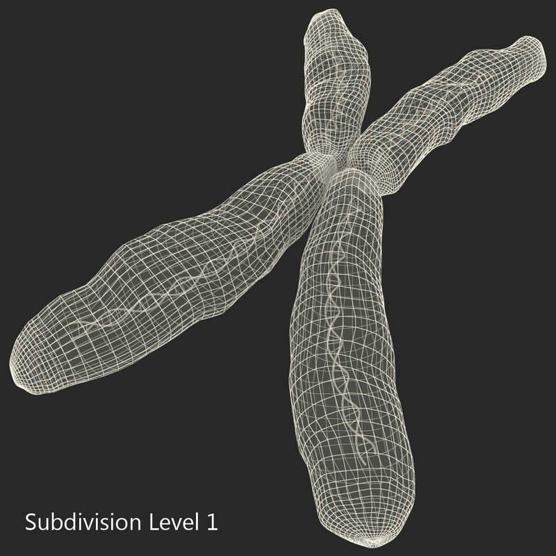 3d chromosome