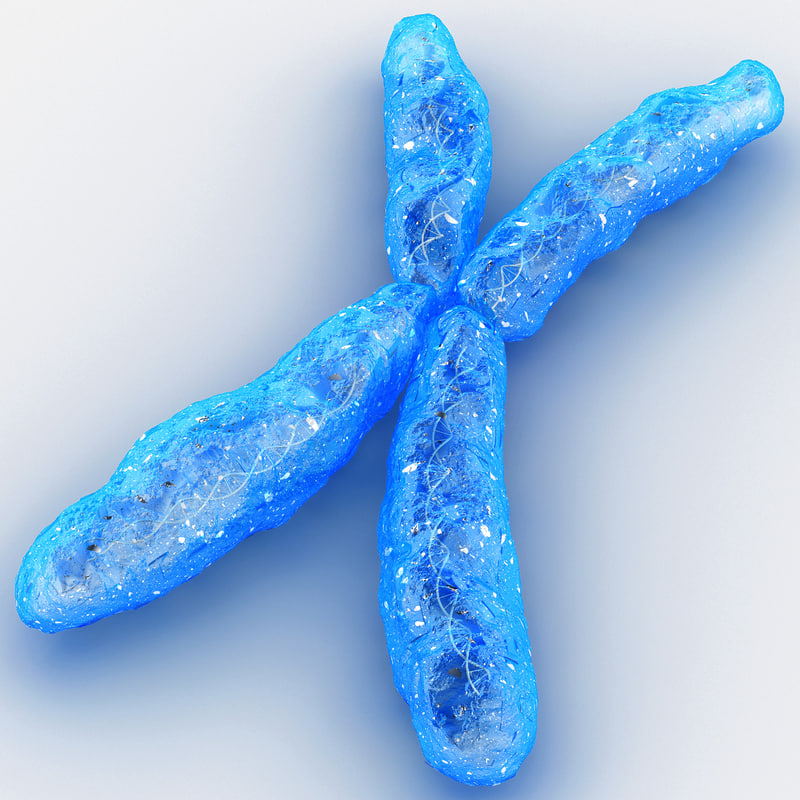 3d chromosome