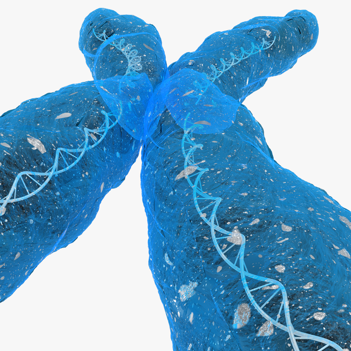 3d chromosome