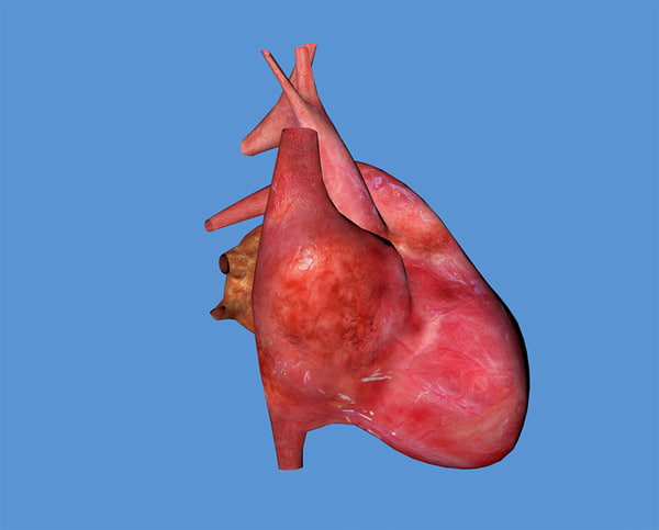 heart obj