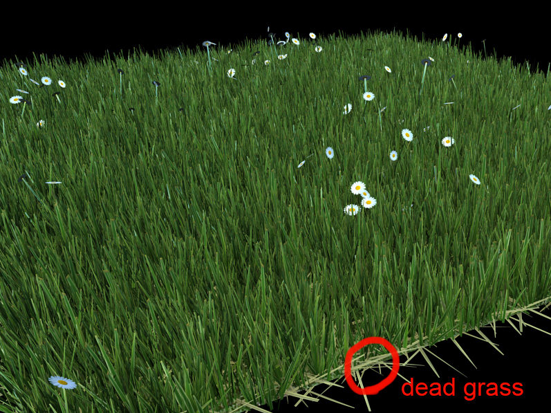 maya grass margerita