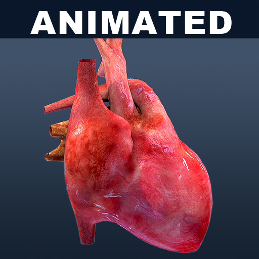 Animated Human Heart 3D Models for Download | TurboSquid
