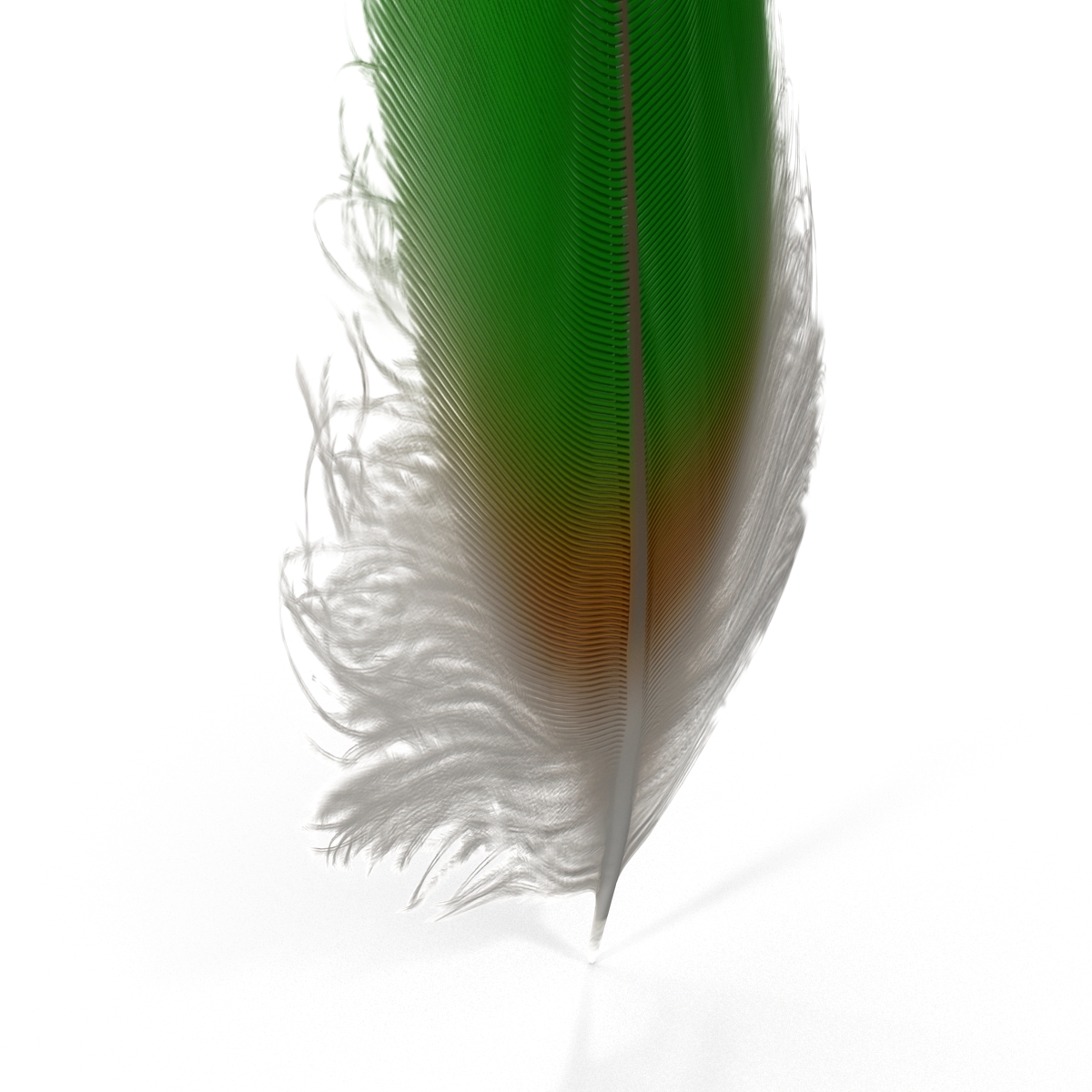 feather 3d model