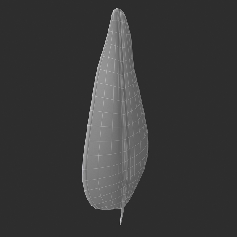feather 3d model