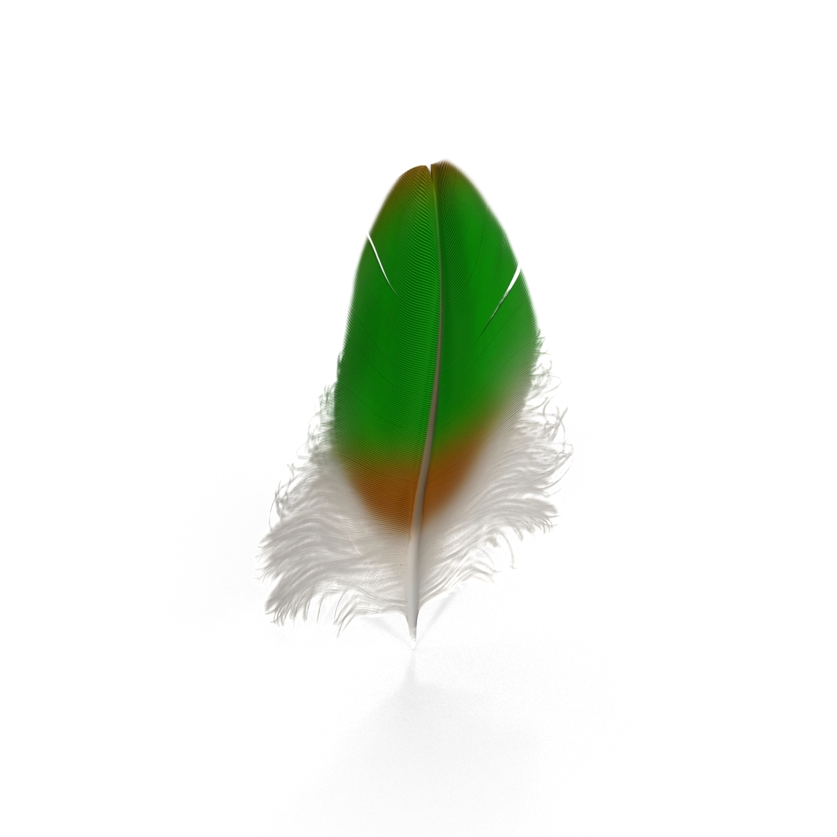 feather 3d model