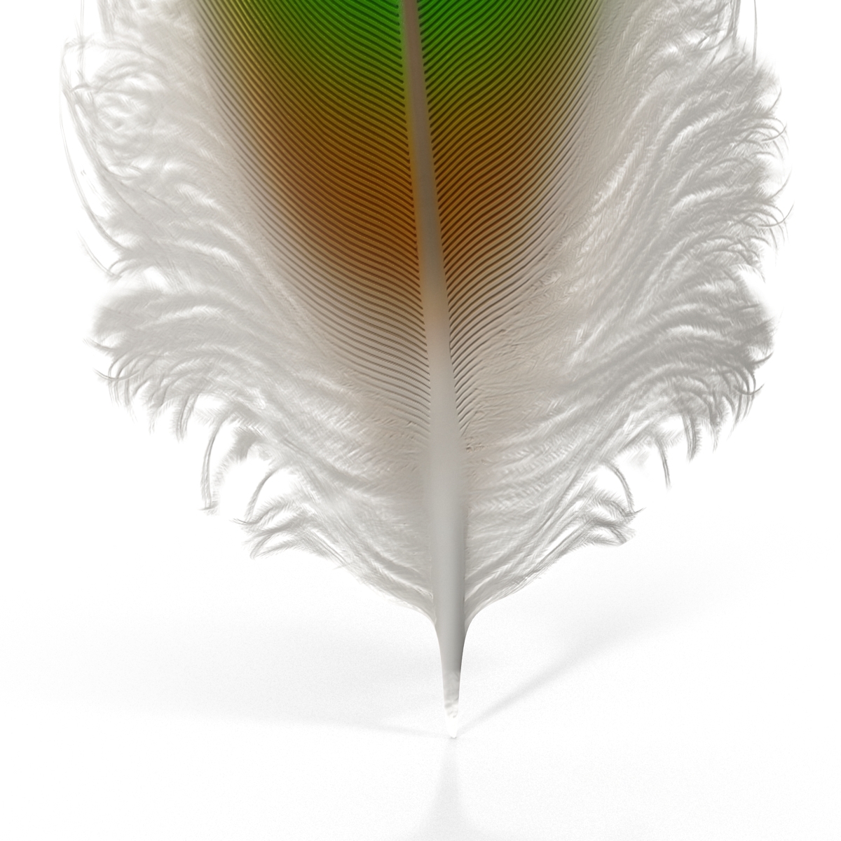 feather 3d model
