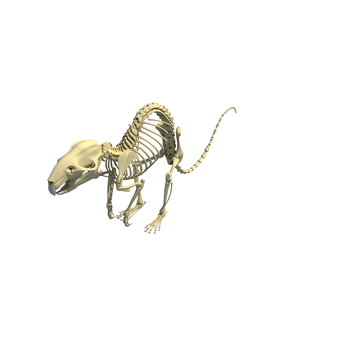 3d model rat skeleton