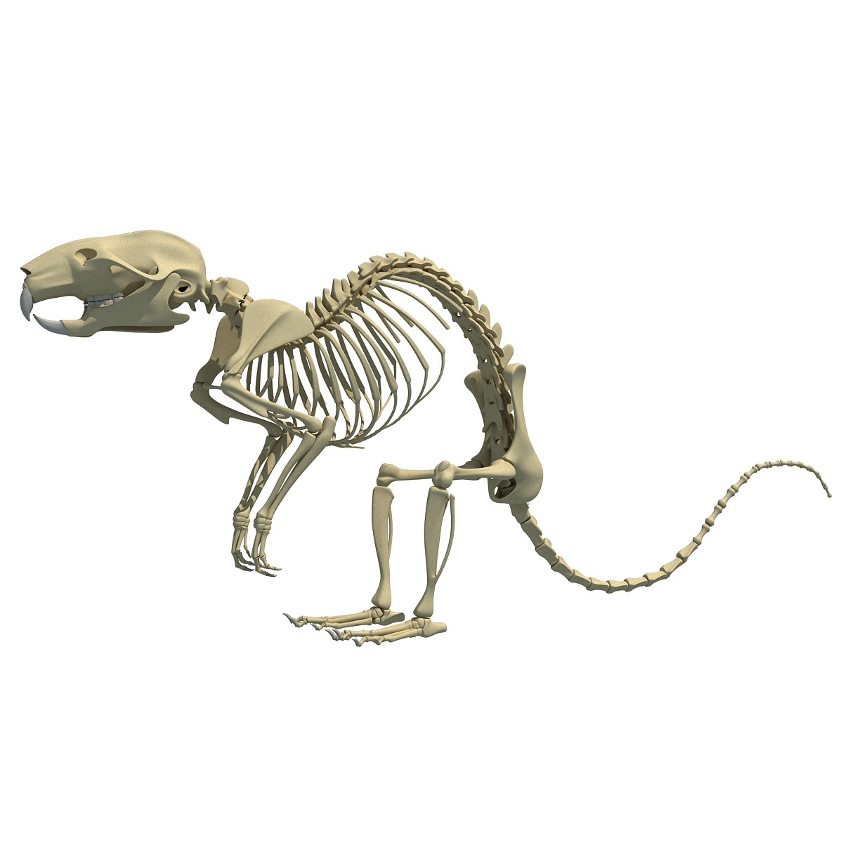 3d model rat skeleton