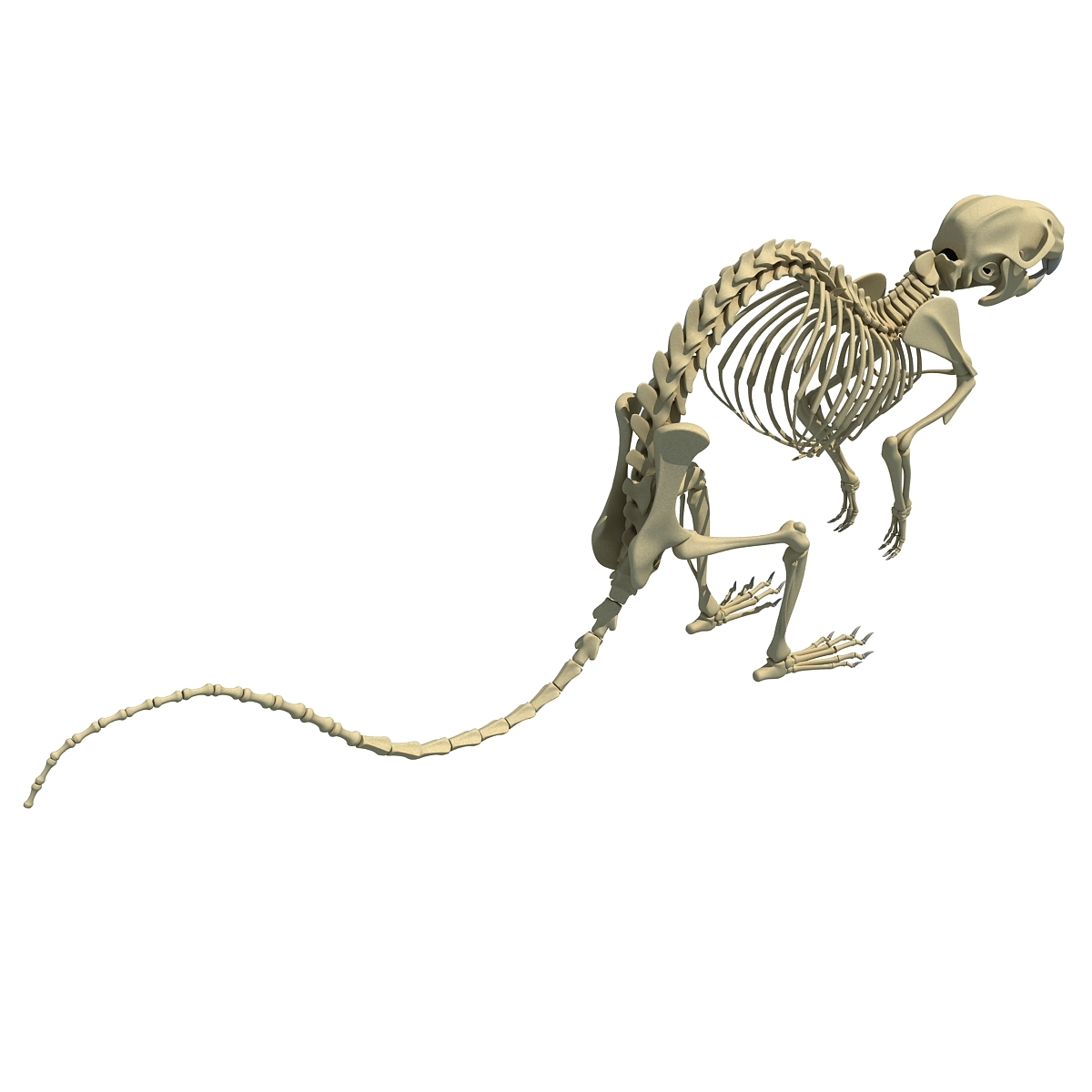 3d model rat skeleton