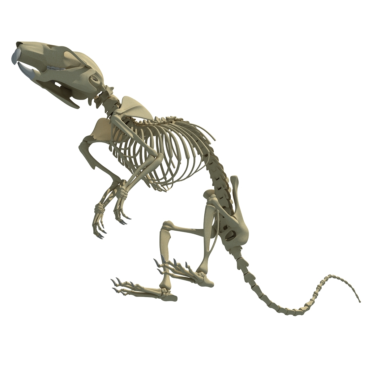 3d model rat skeleton