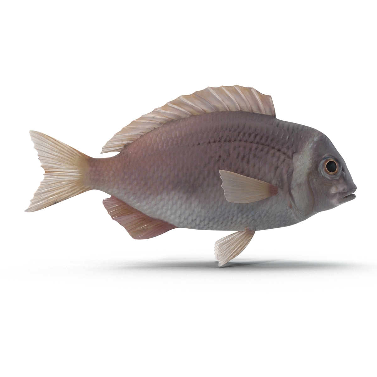 max sea bream fish