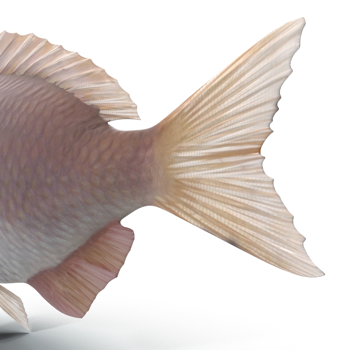 max sea bream fish