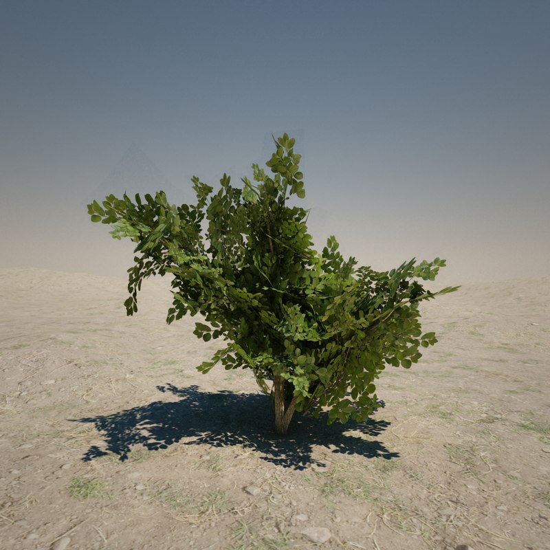 3d model medium bush