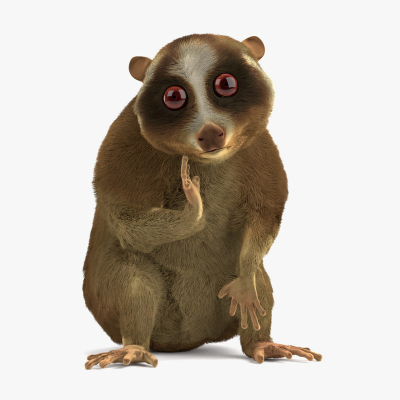 3d model nycticebus coucang