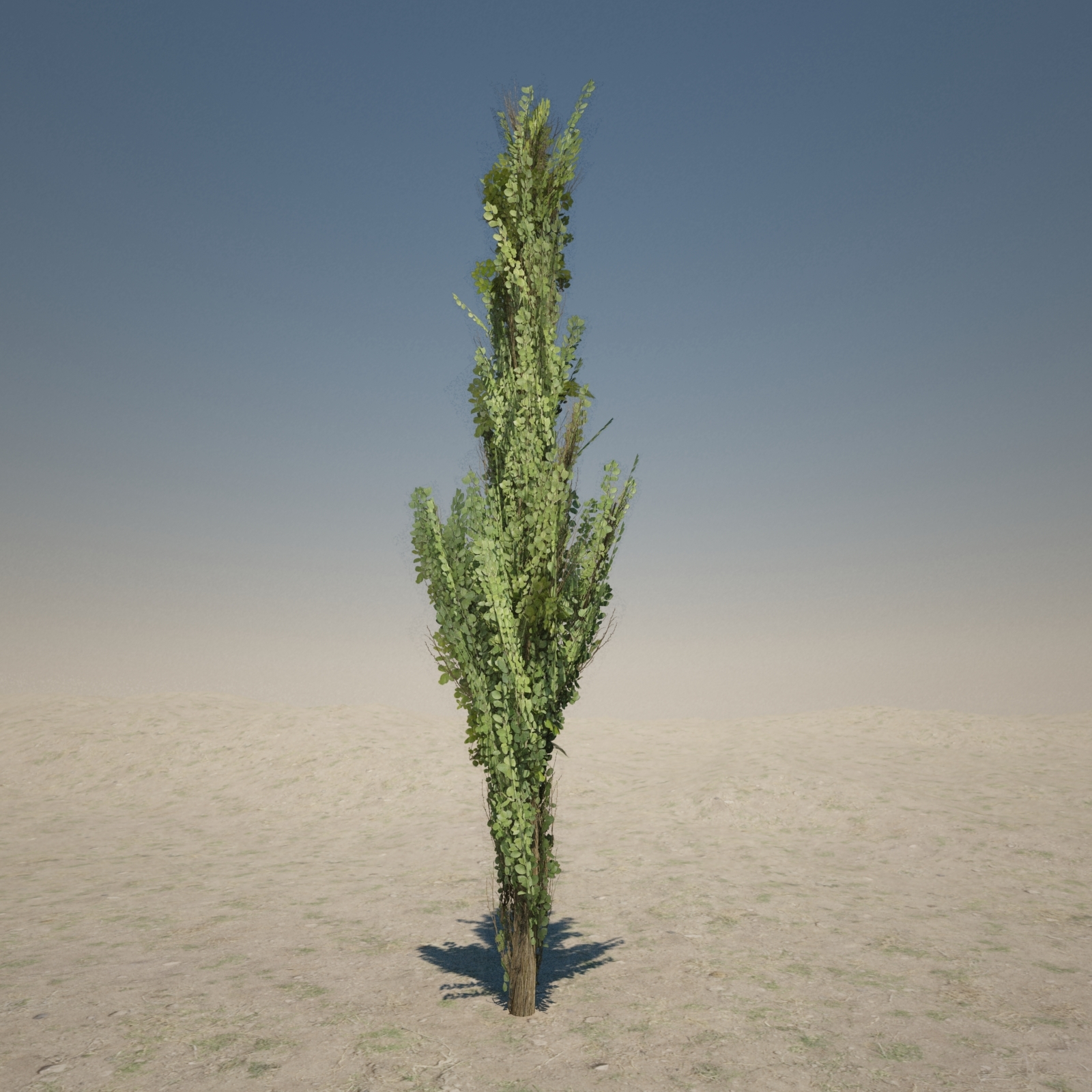 cypress tree 3d model