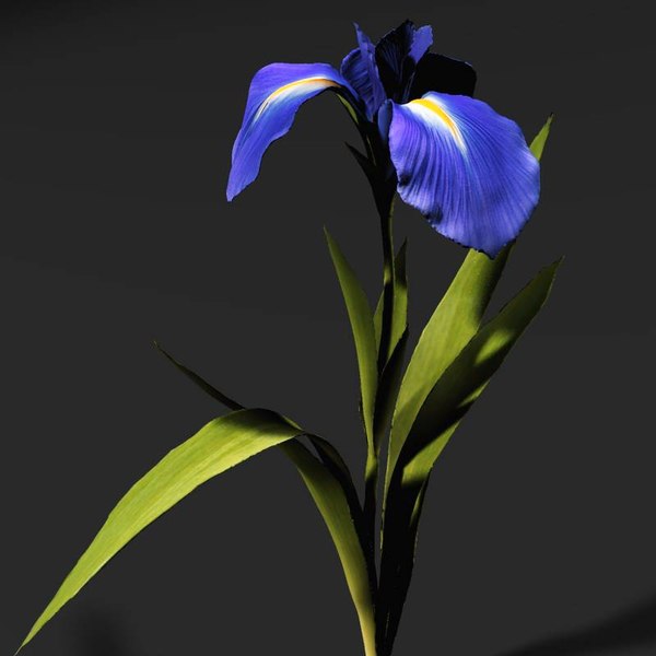 iris flowers 3d model