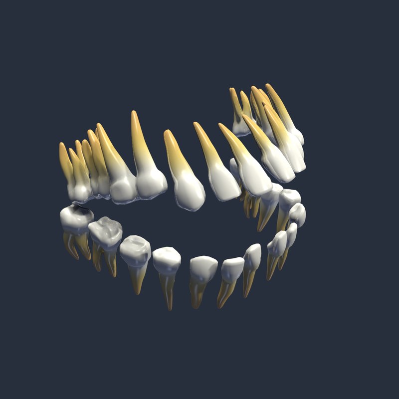 3d model teeth