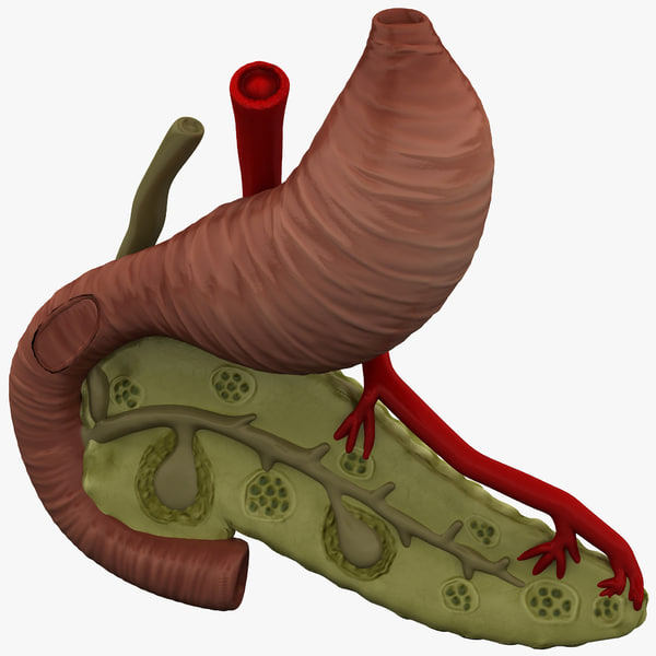3D Pancreas Models | TurboSquid