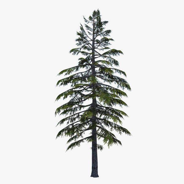 maya pine tree