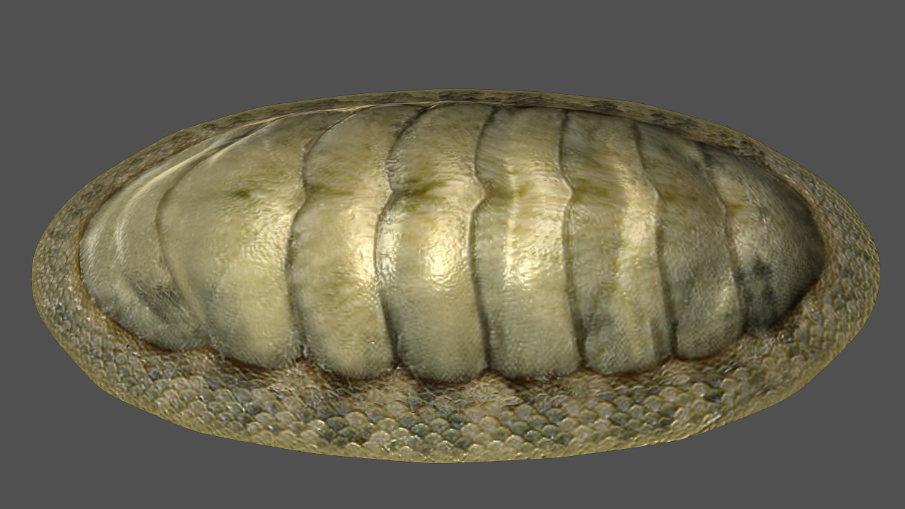 3d chitons model