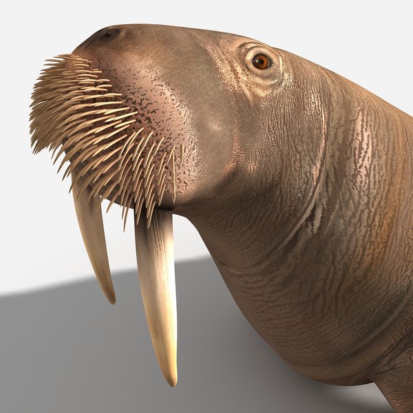 3D Walrus Models | TurboSquid