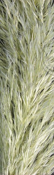 Texture JPEG plant yellow leaves