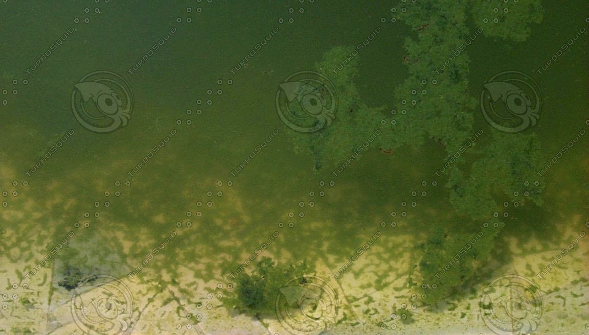 Texture JPEG water green swamp