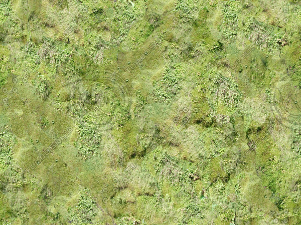 Texture JPEG moss grass seemless