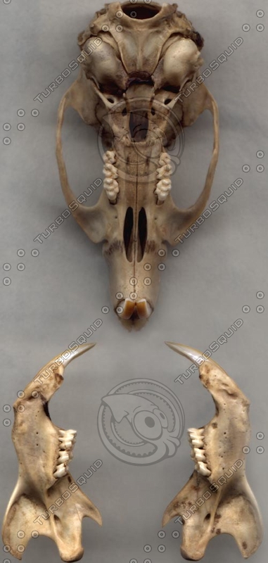 Texture TIFF Rat skull bone
