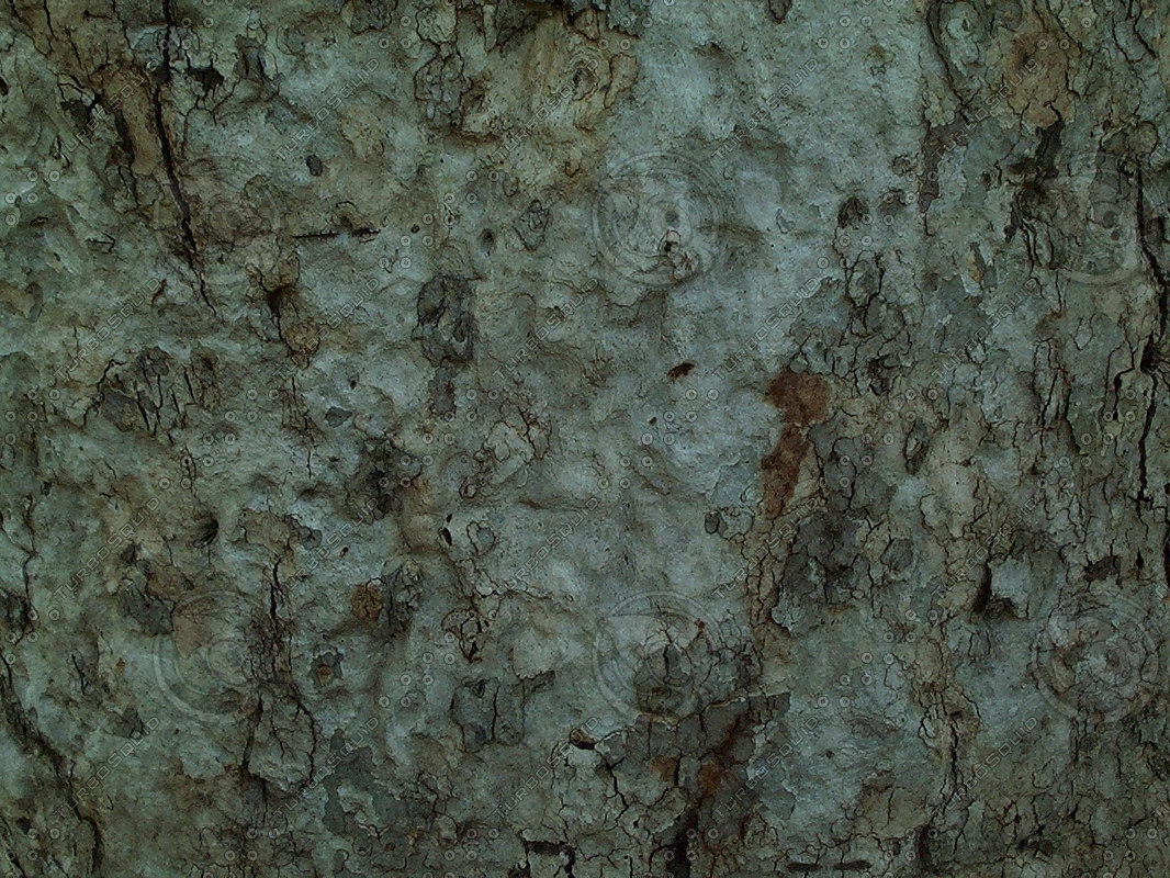 Texture JPEG bark bumpy plant