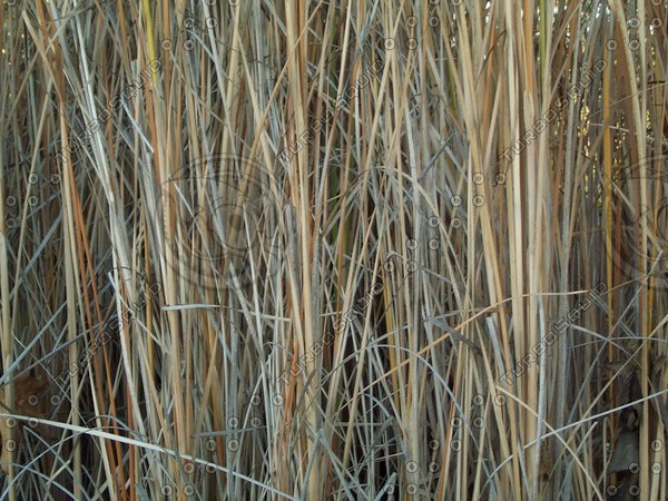 Texture JPEG long wild grass