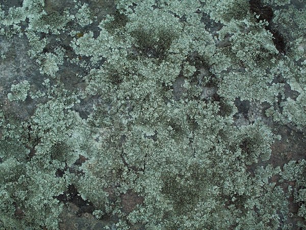Texture JPEG rock face moldy