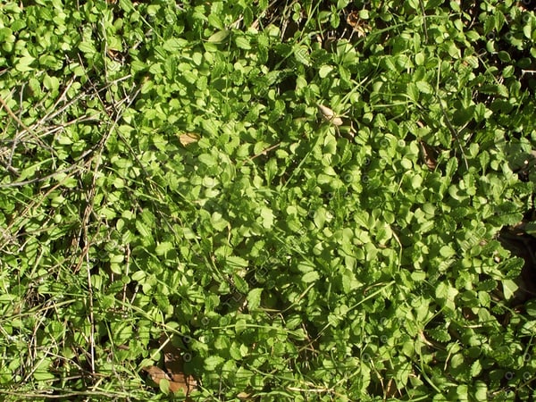 Texture JPEG leaves stick ground