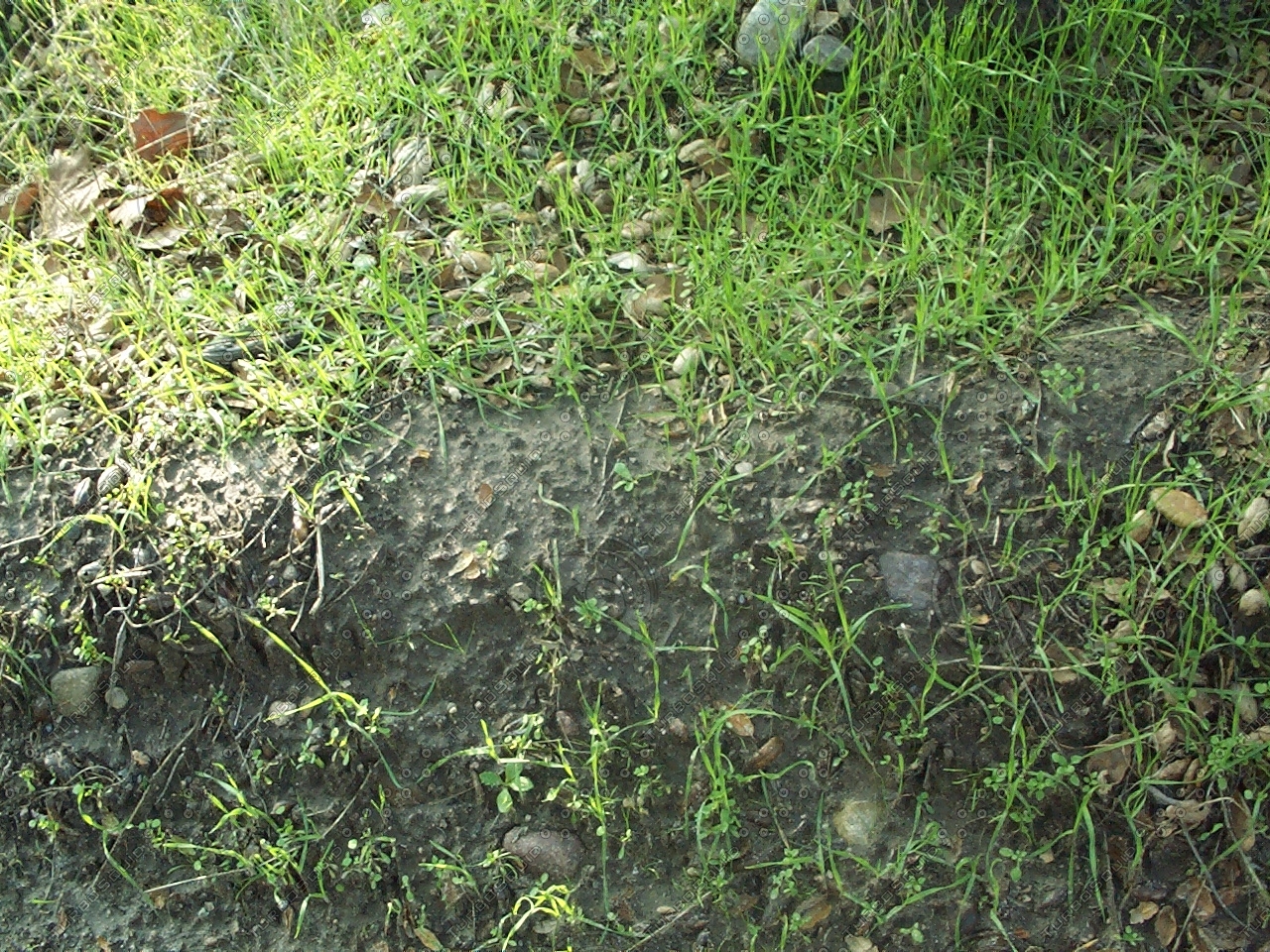 Texture JPEG grass mound ground