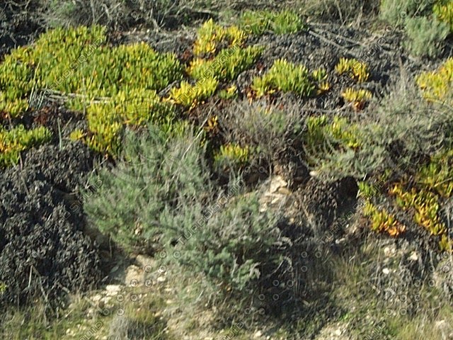 Texture JPEG scrubby plants desert