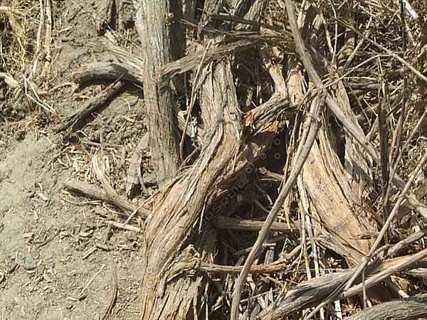 Texture JPEG dead sticks ground