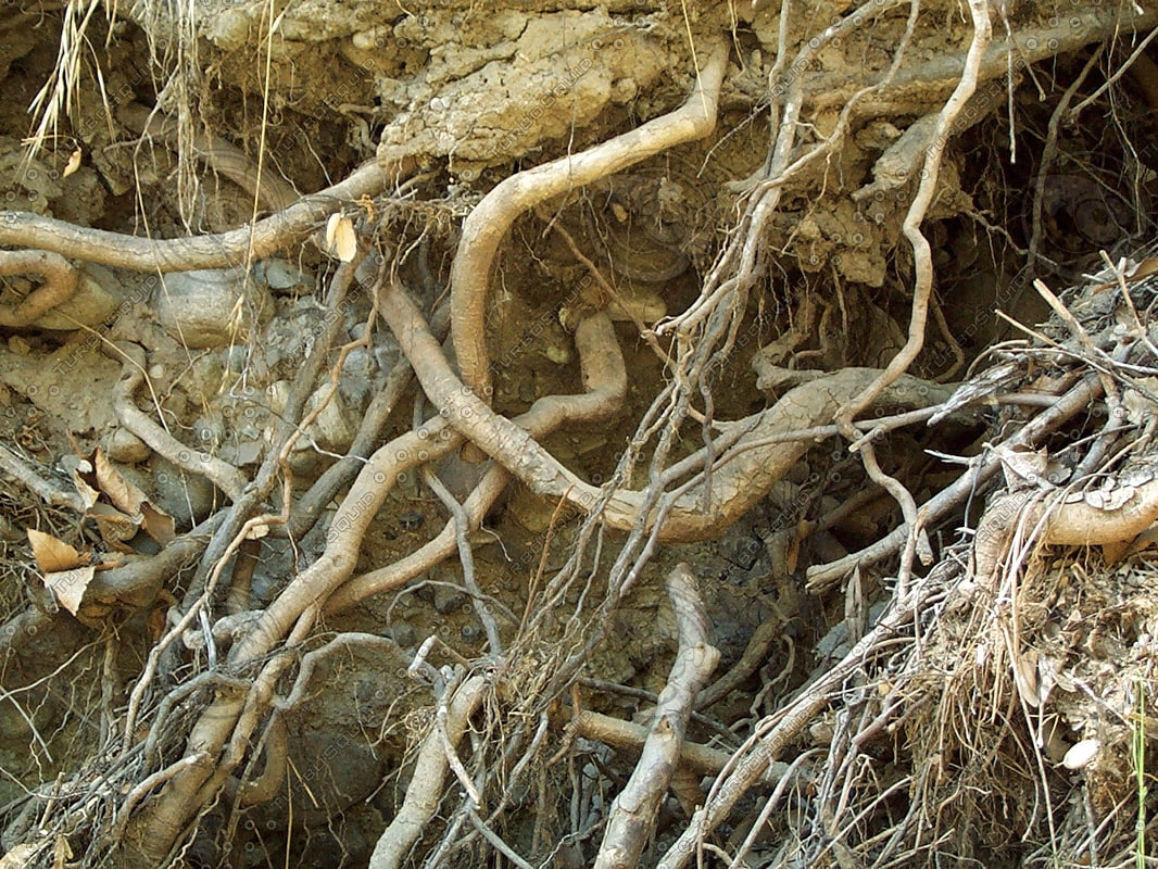 Texture JPEG gnarled root palnt