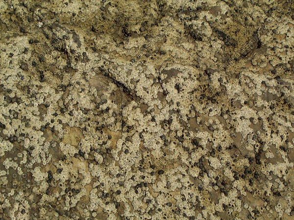 Texture JPEG speckled rock mottled